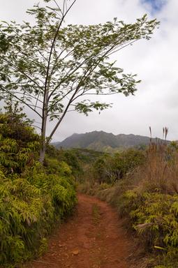 Moalepe Trail: Hiking Guide