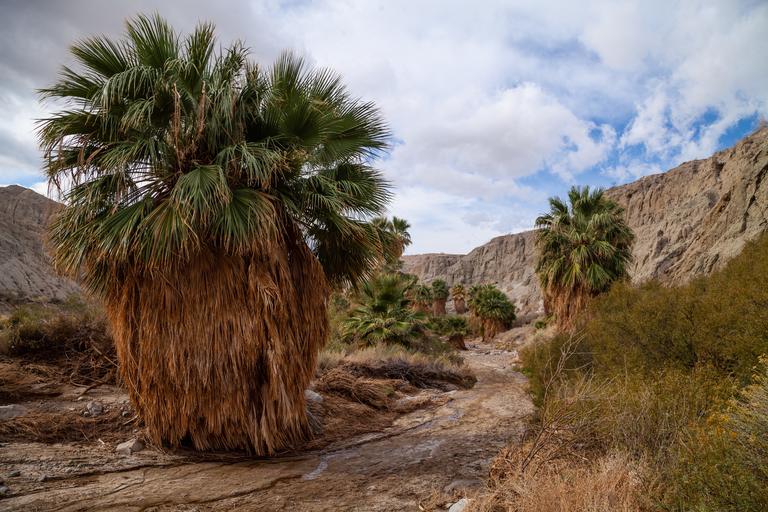 Pushawalla Palms: Hiking Guide