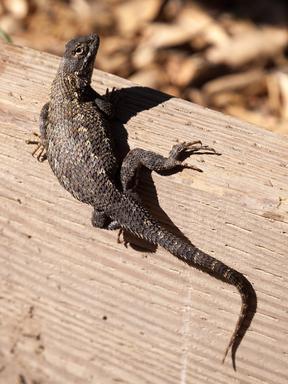 Briones North Loop: Hiking Guide