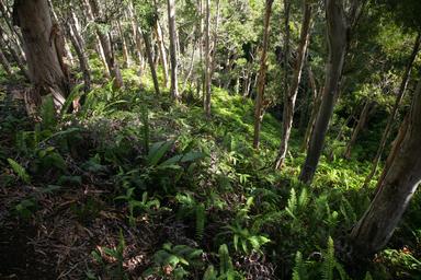 Moalepe Trail: Hiking Guide