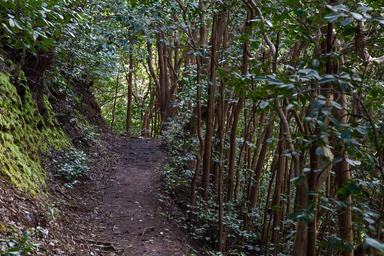 Moalepe Trail: Hiking Guide