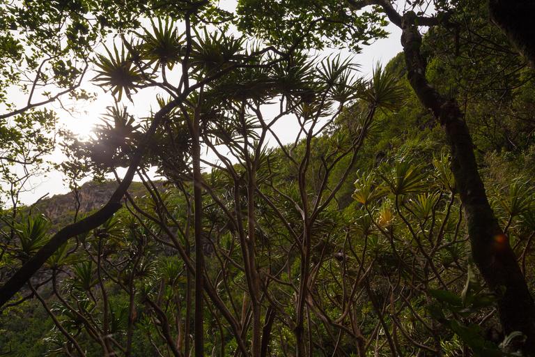 Alelele Falls: Hiking Guide