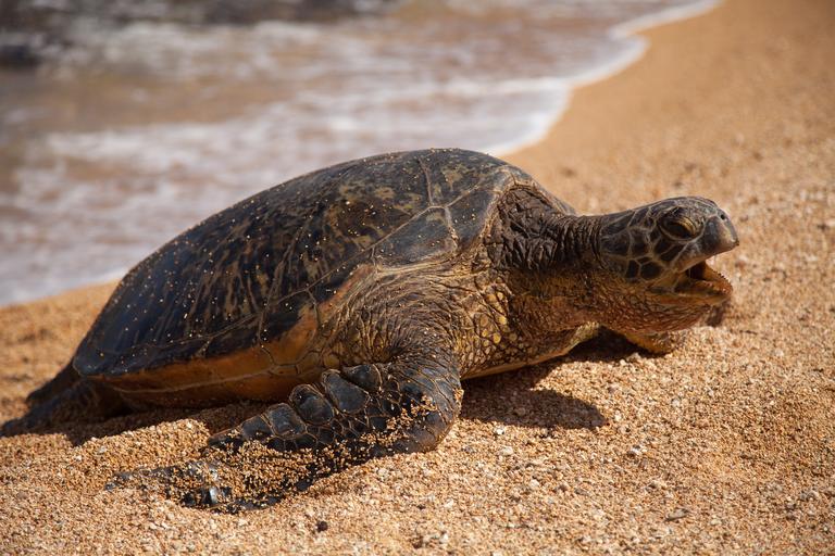 Larsen's Beach: Hiking Guide