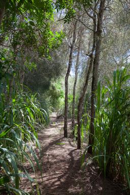 Kaluanui Ridge: Hiking Guide